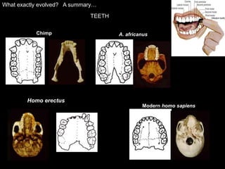 Human evolution | PPT