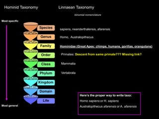 Human evolution | PPT