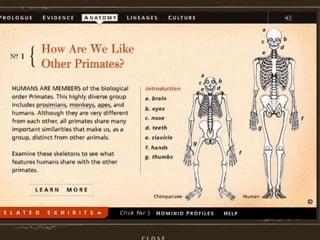Human evolution | PPT