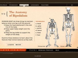 Human evolution | PPT