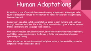 Human evolution | PPTX
