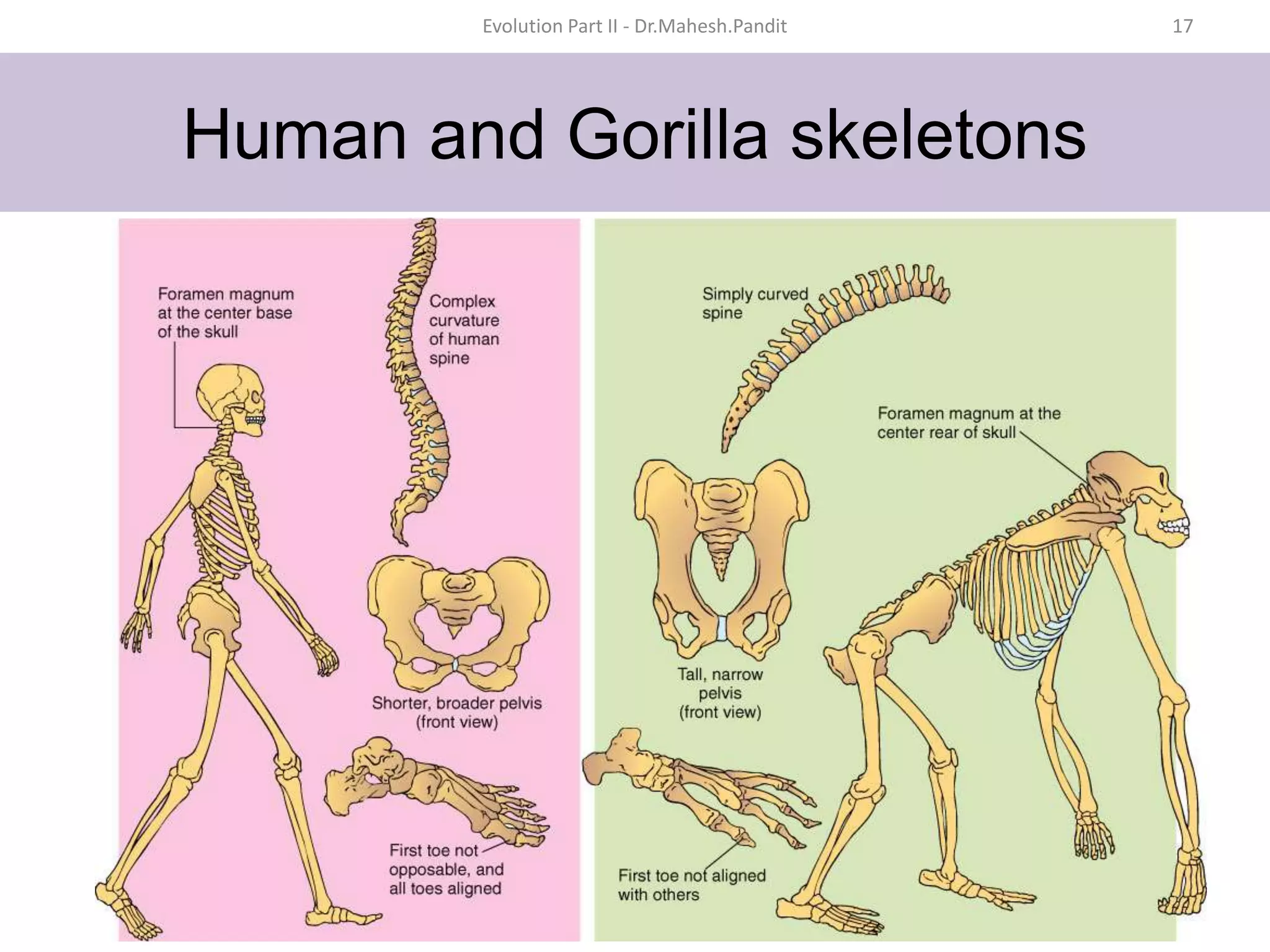 HUMAN EVOLUTION.pptx