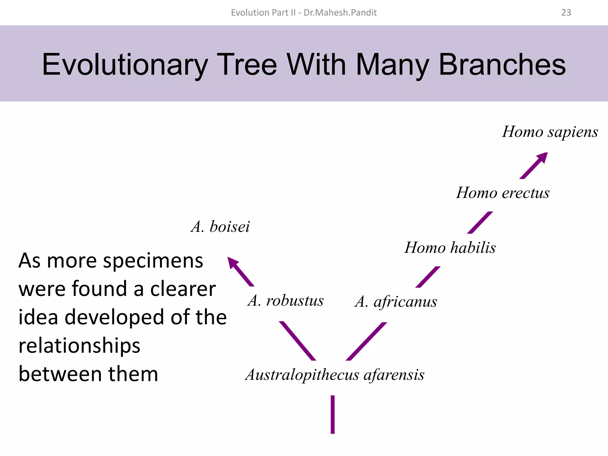 HUMAN EVOLUTION.pptx