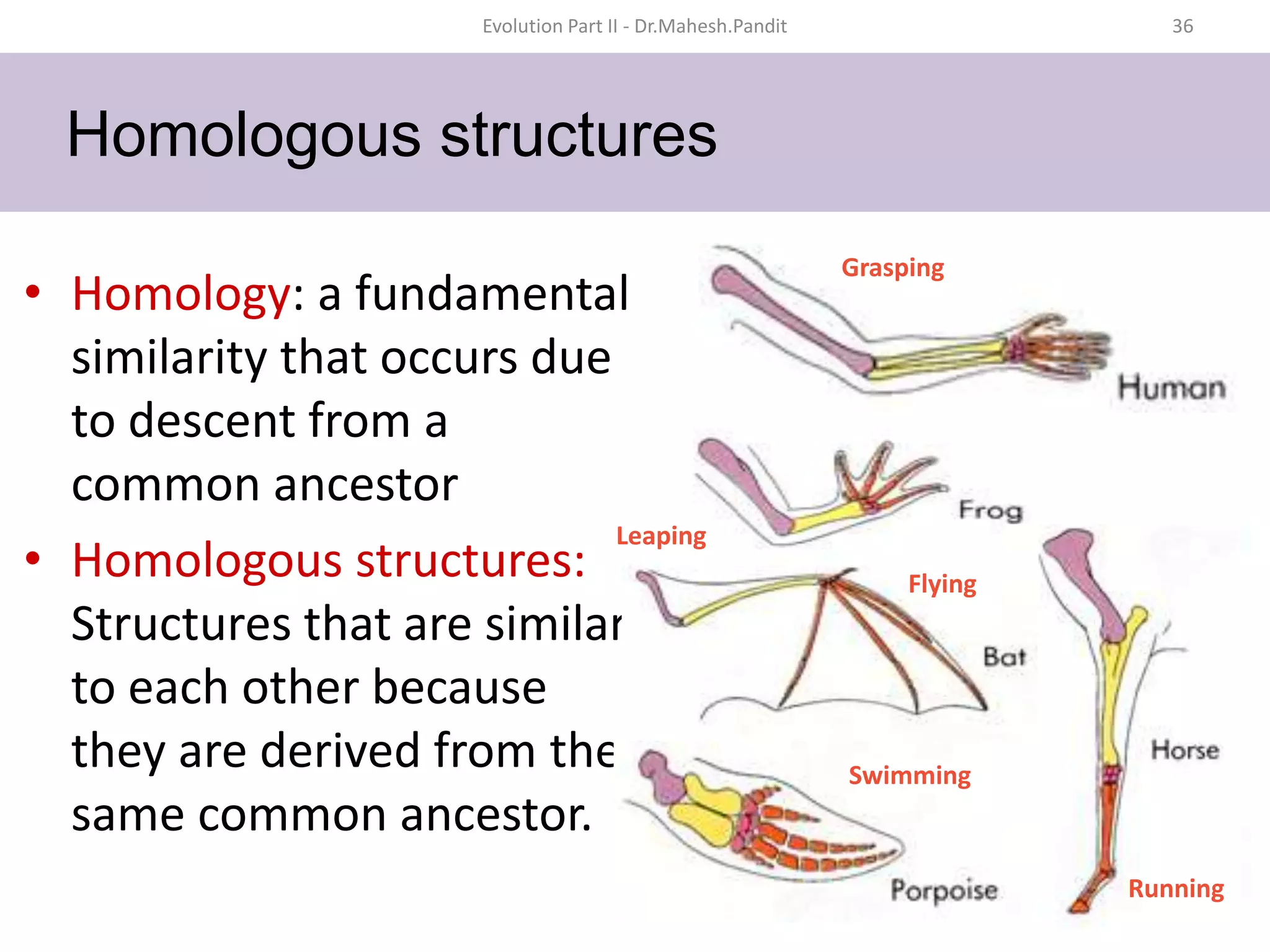 HUMAN EVOLUTION.pptx