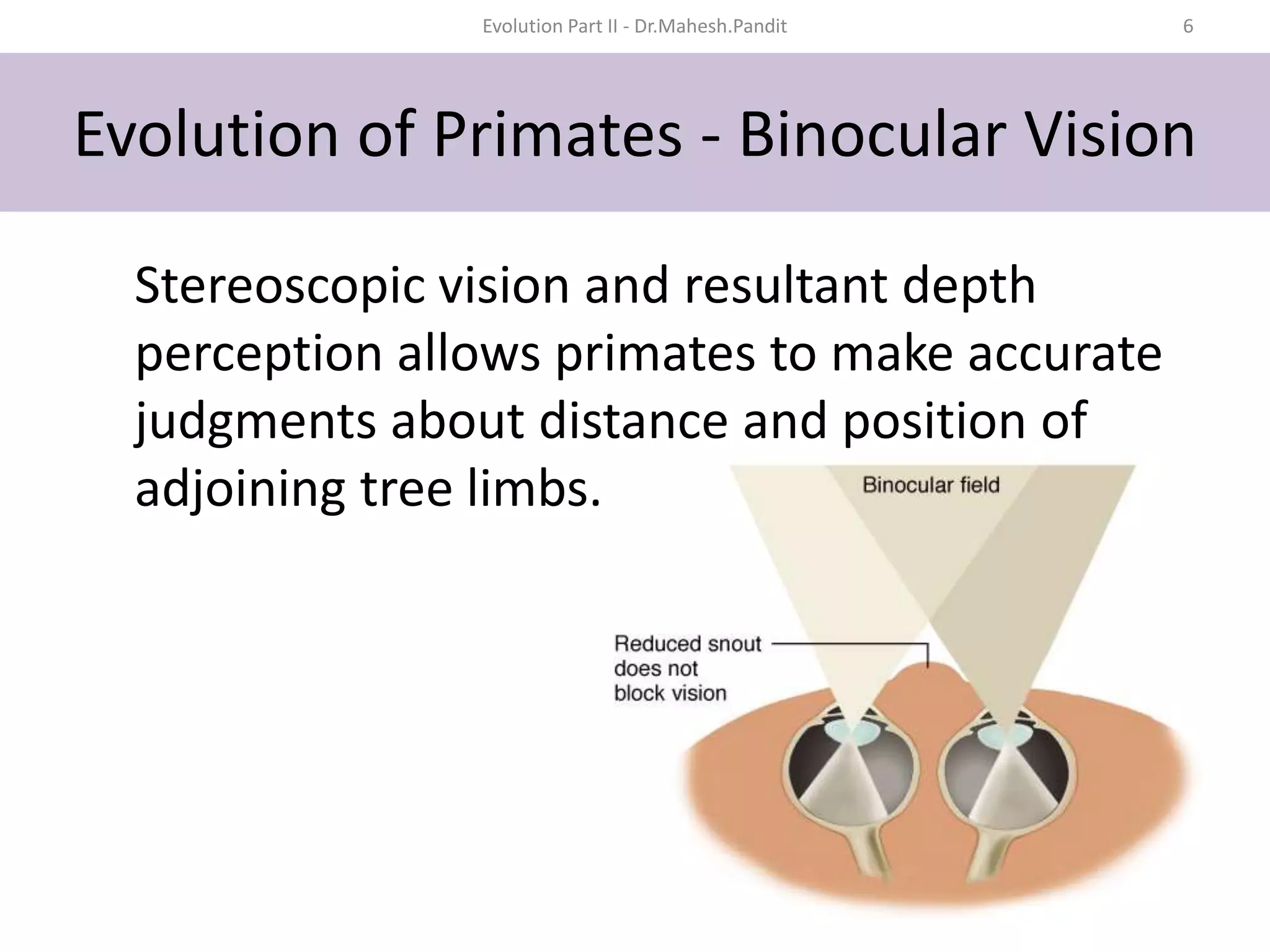 HUMAN EVOLUTION.pptx