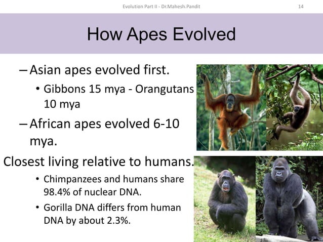 HUMAN EVOLUTION.pptx