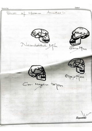Human Evolution.pdf