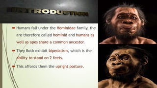 Human Evolution.pptx