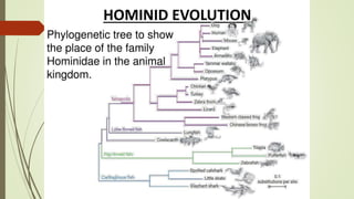 Hominid Evolutionary Tree