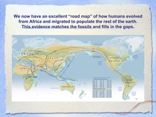 human_evolution.ppt | Geology | Science