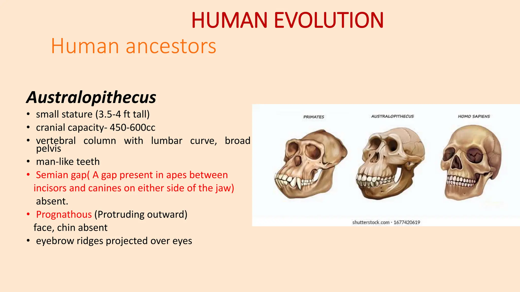 HUMAN EVOLUTION.pptx