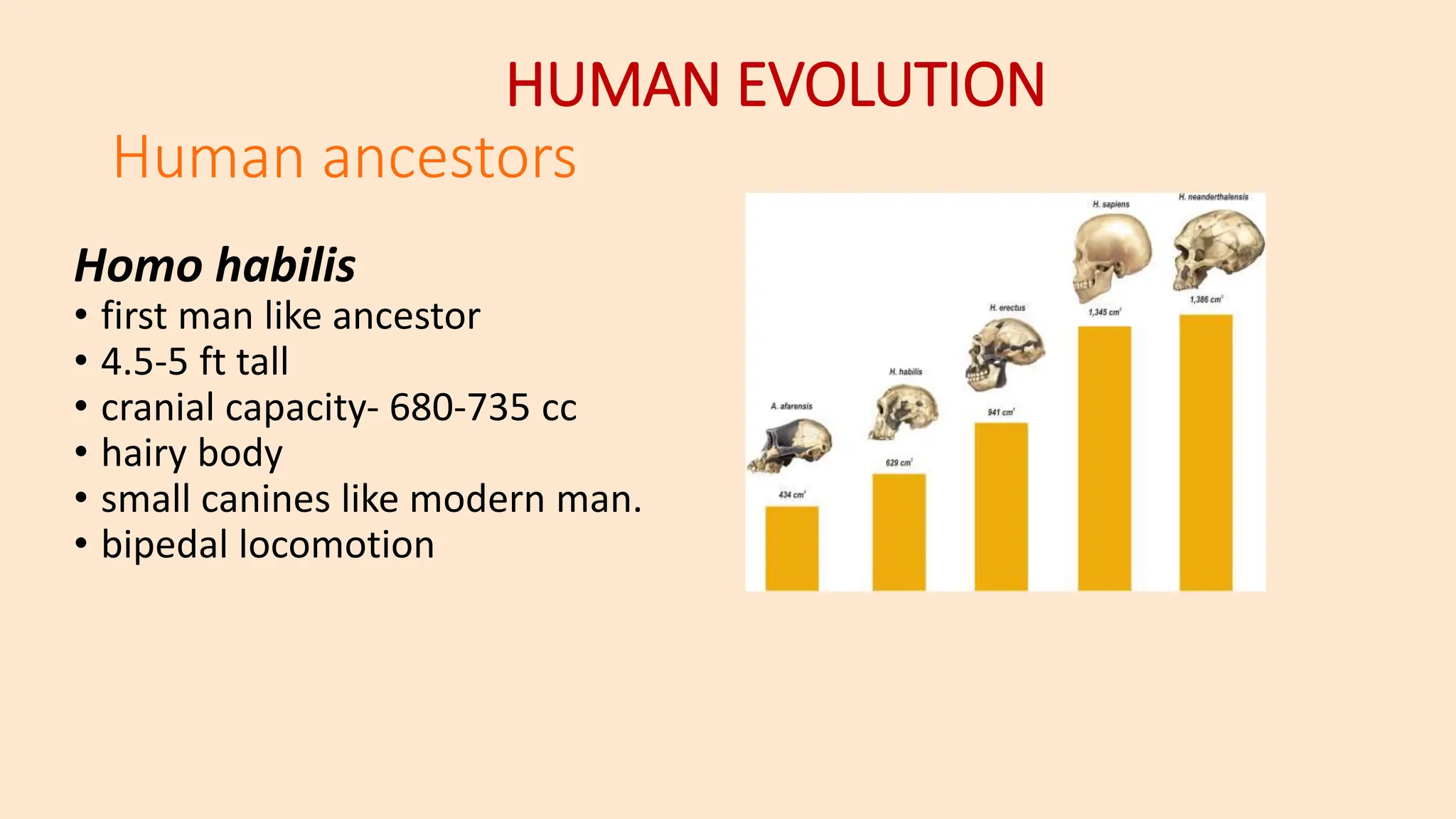 HUMAN EVOLUTION.pptx
