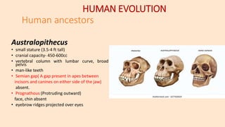 HUMAN EVOLUTION.pptx