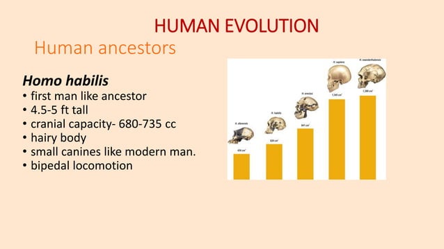 HUMAN EVOLUTION.pptx