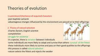HUMAN EVOLUTION.pptx