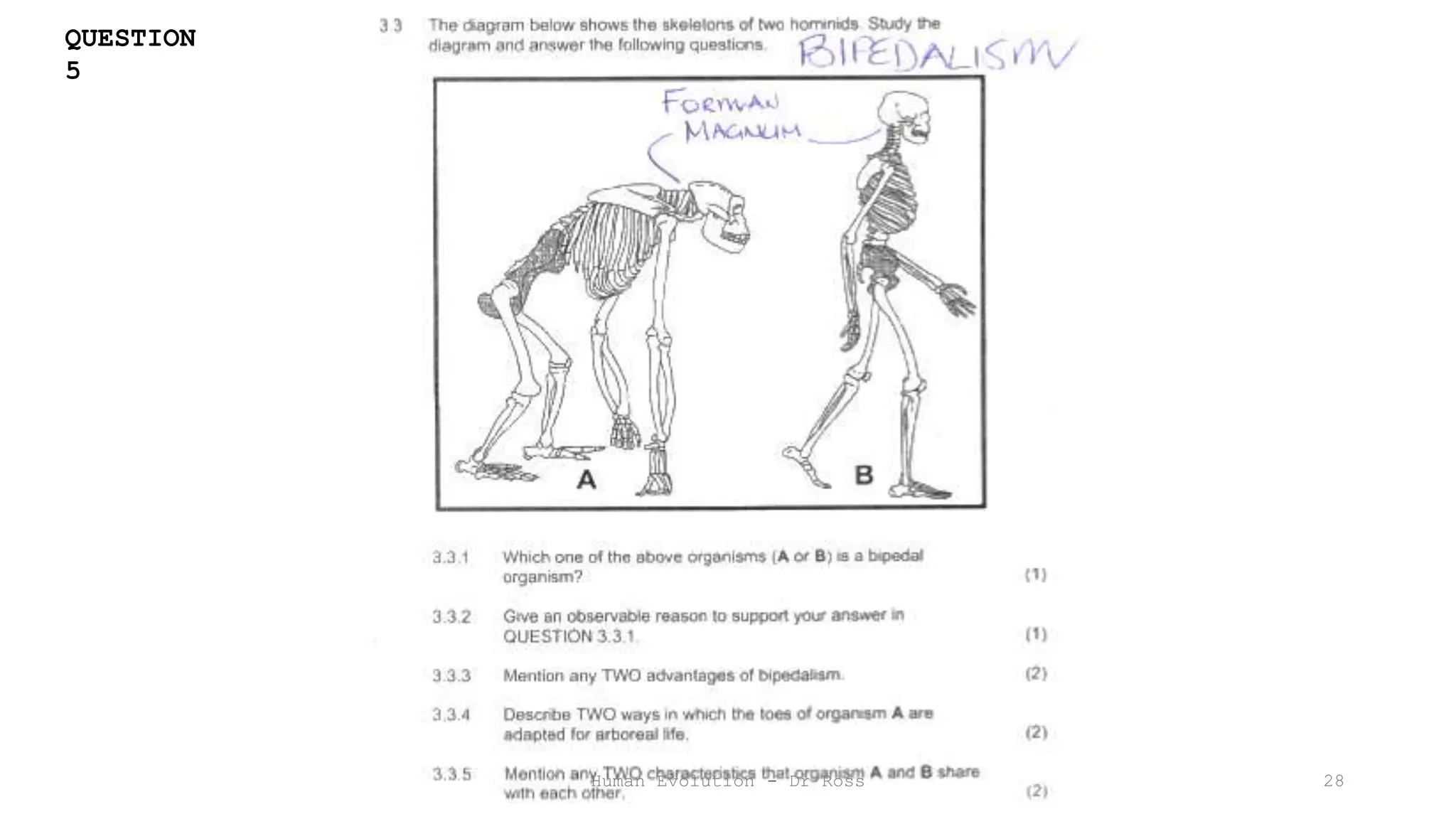 Human Evolution - Dr Ross.pptx Darwin ism concept | PPTX