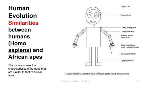 Human Evolution - Dr Ross.pptx Darwin ism concept | PPT