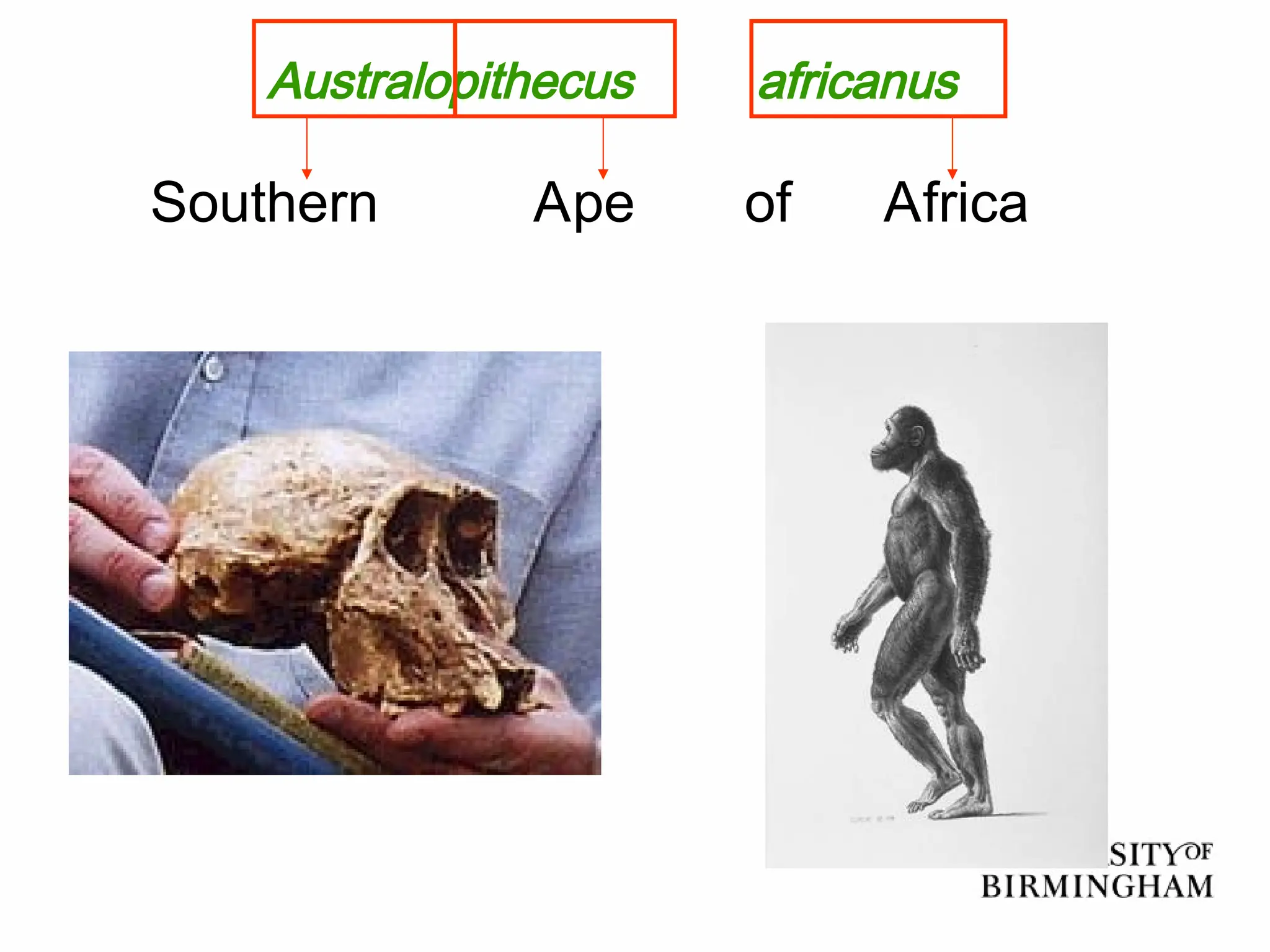 Human Evolution Lecture: An Overview (UB) | PPT