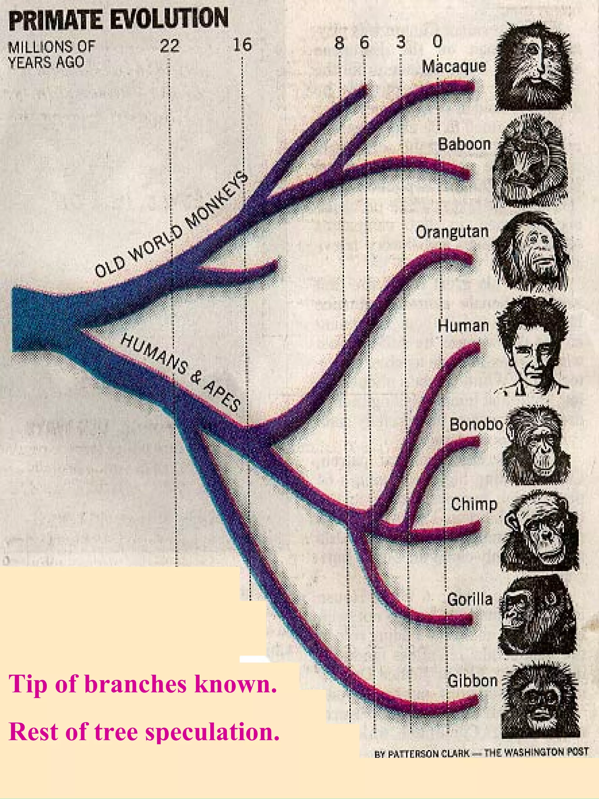 Humanevolution not2 | PDF