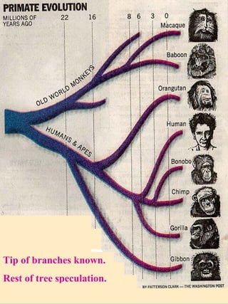 Humanevolution not2 | PDF