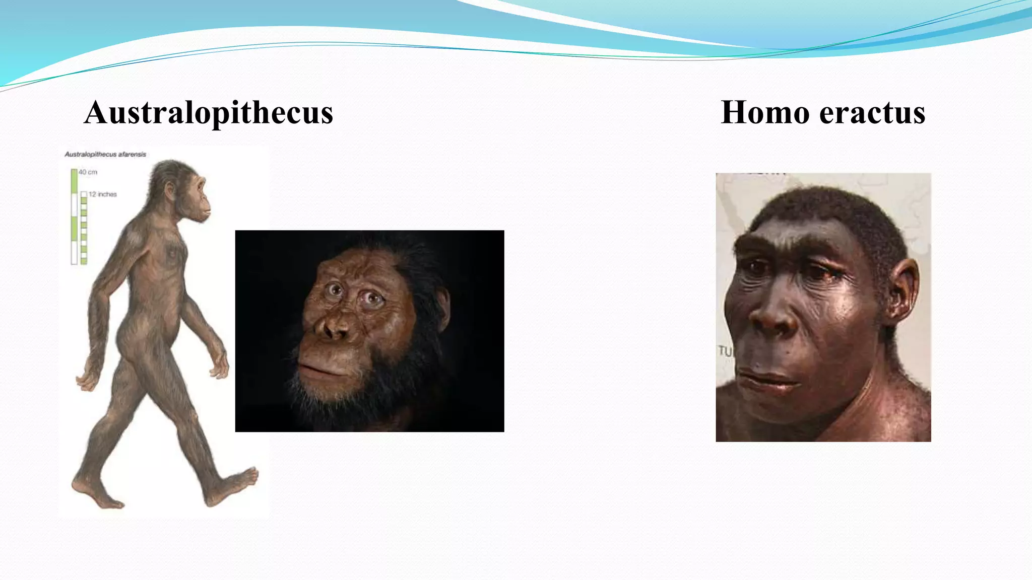 Evolution of Homo sepiens | PPTX