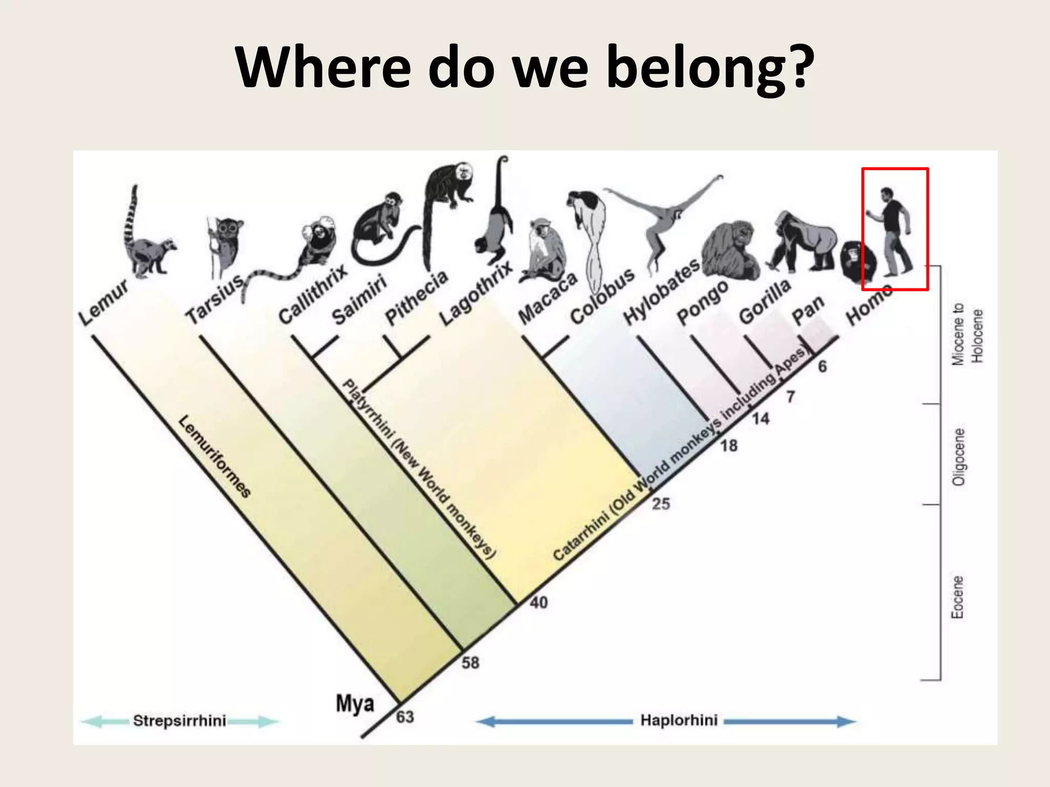 Human evolution | PPTX | Brain and Nervous System Disorders | Diseases and Conditions