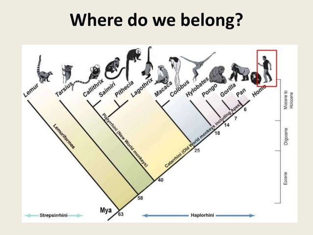 Human evolution | PPT