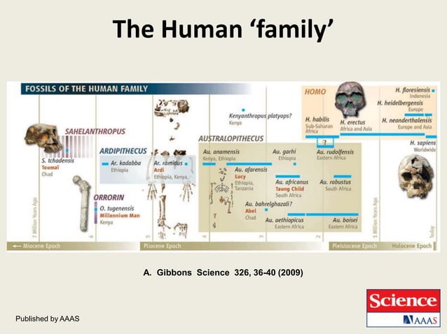 Human evolution | PPT