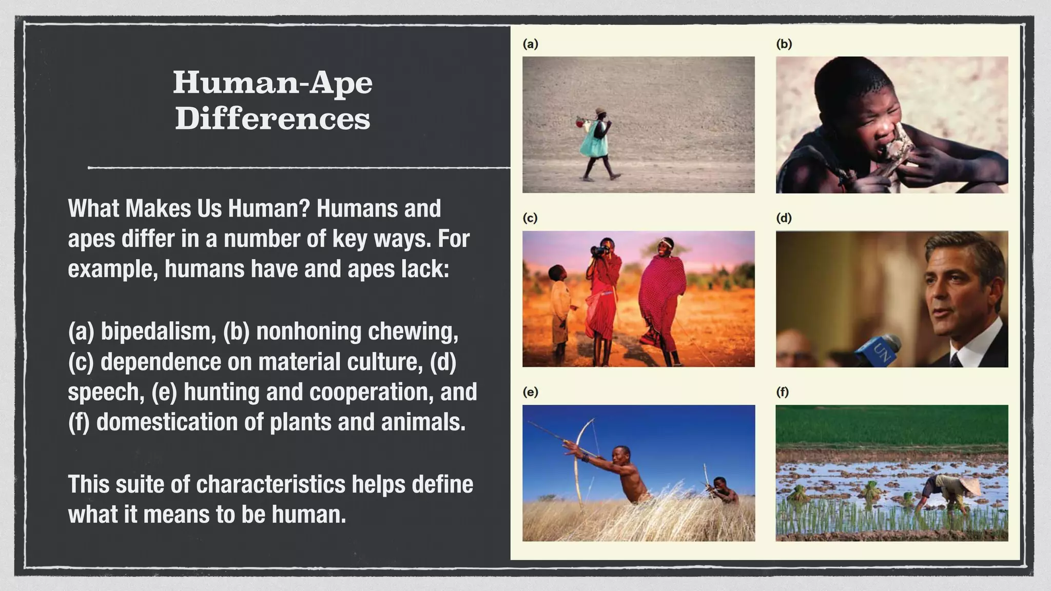 Galing ba tayo sa unggoy? An Overview of Human Evolution | PDF