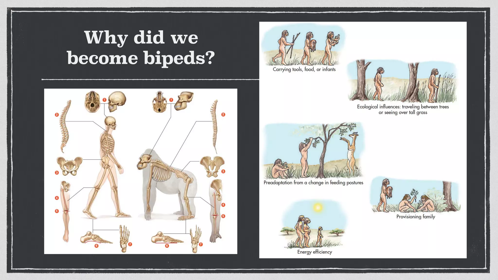 Galing ba tayo sa unggoy? An Overview of Human Evolution | PDF