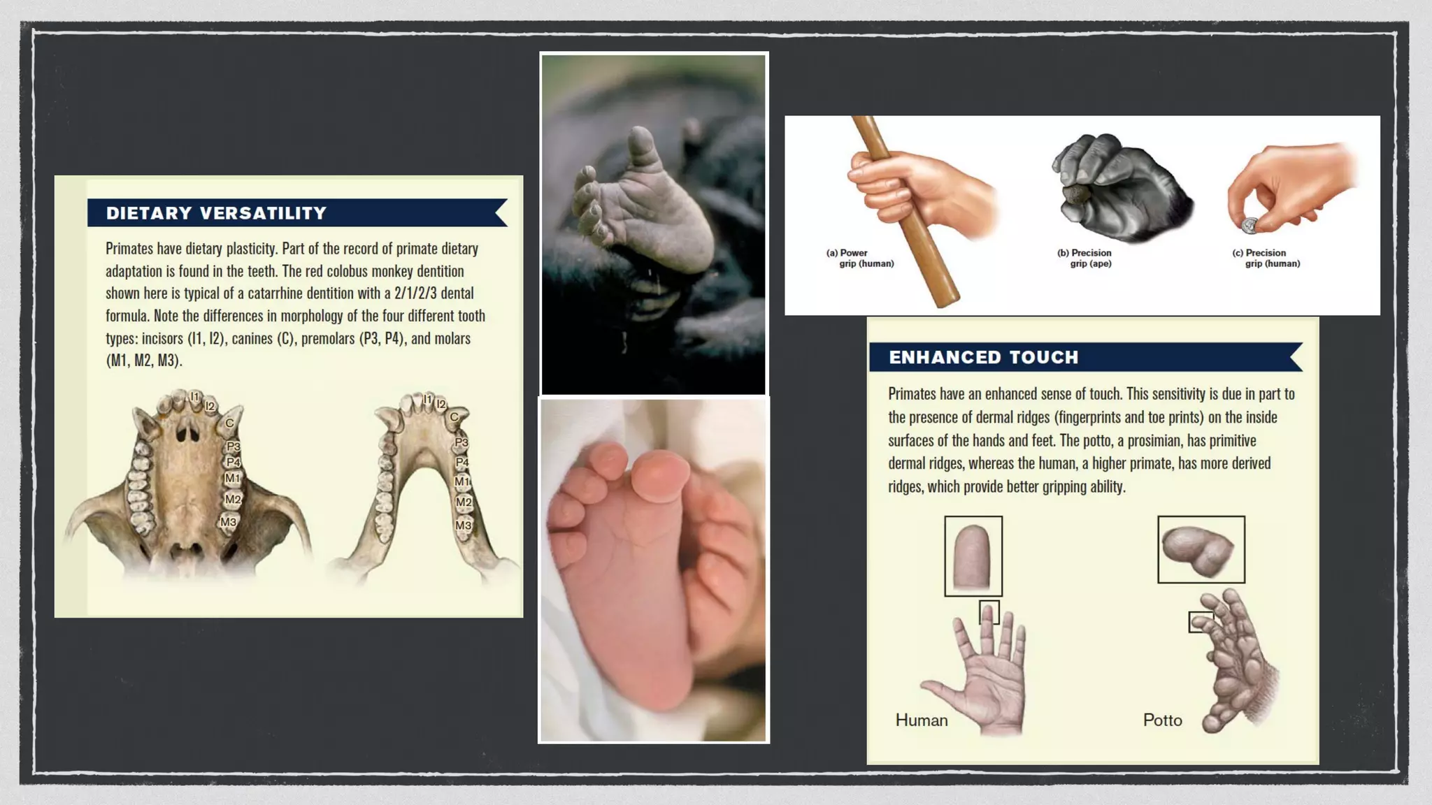 Galing ba tayo sa unggoy? An Overview of Human Evolution | PDF