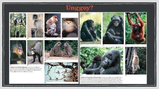 Galing ba tayo sa unggoy? An Overview of Human Evolution | PDF | Genetics | Science