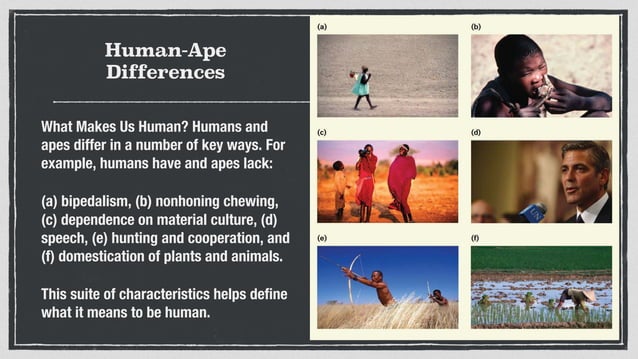 Galing ba tayo sa unggoy? An Overview of Human Evolution | PDF | Genetics | Science