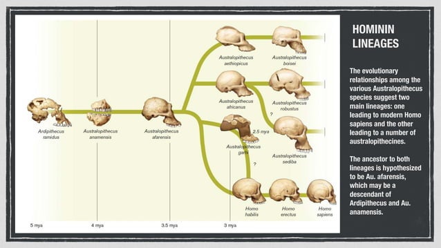 Galing ba tayo sa unggoy? An Overview of Human Evolution | PDF | Genetics | Science