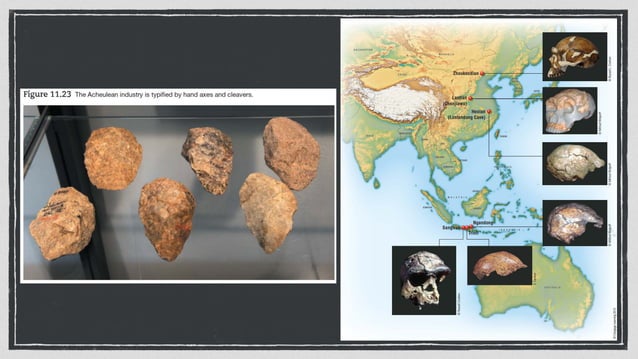 Galing ba tayo sa unggoy? An Overview of Human Evolution | PDF | Genetics | Science