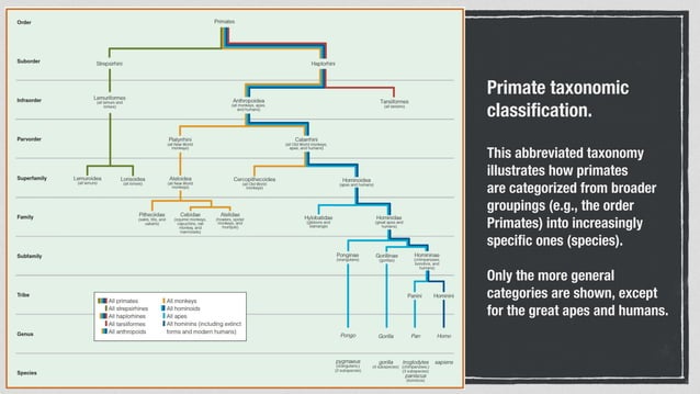 Galing ba tayo sa unggoy? An Overview of Human Evolution | PDF | Genetics | Science