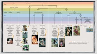 Galing ba tayo sa unggoy? An Overview of Human Evolution | PDF