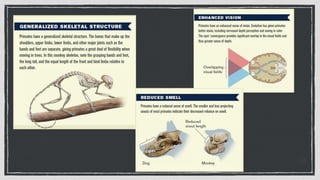 Galing ba tayo sa unggoy? An Overview of Human Evolution | PDF