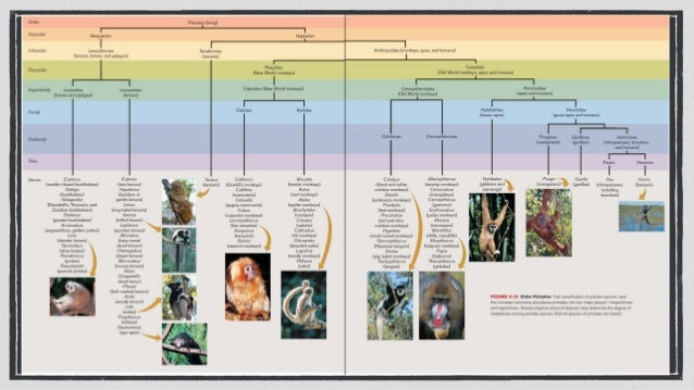 Galing ba tayo sa unggoy? An Overview of Human Evolution