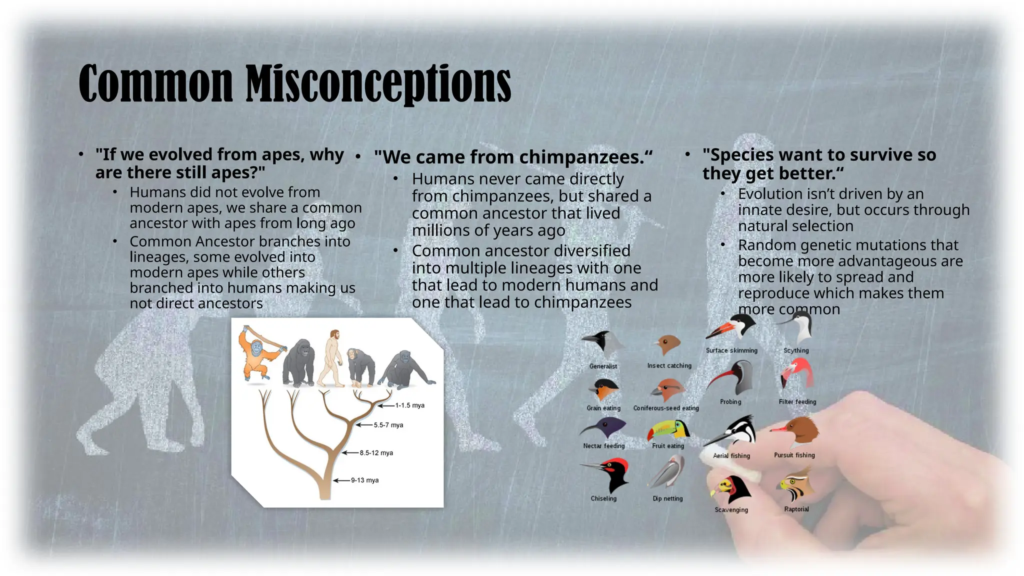 Human Evolution Powerpoint for Science Classes | PPTX
