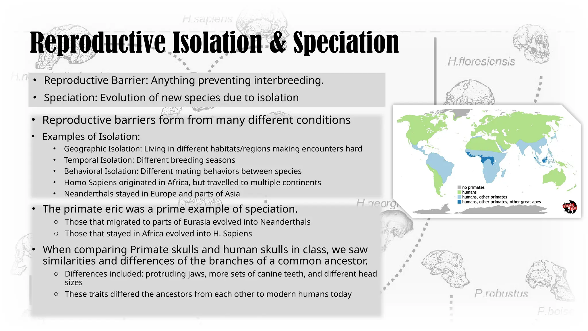 Human Evolution Powerpoint for Science Classes | PPTX