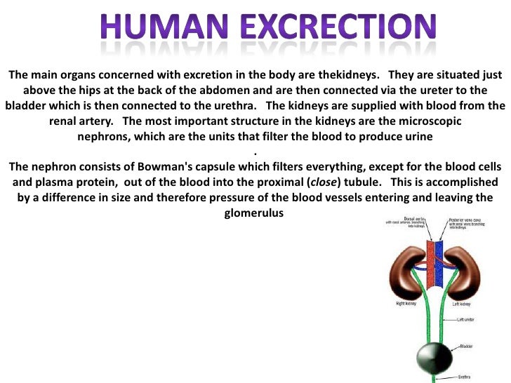Human excrection