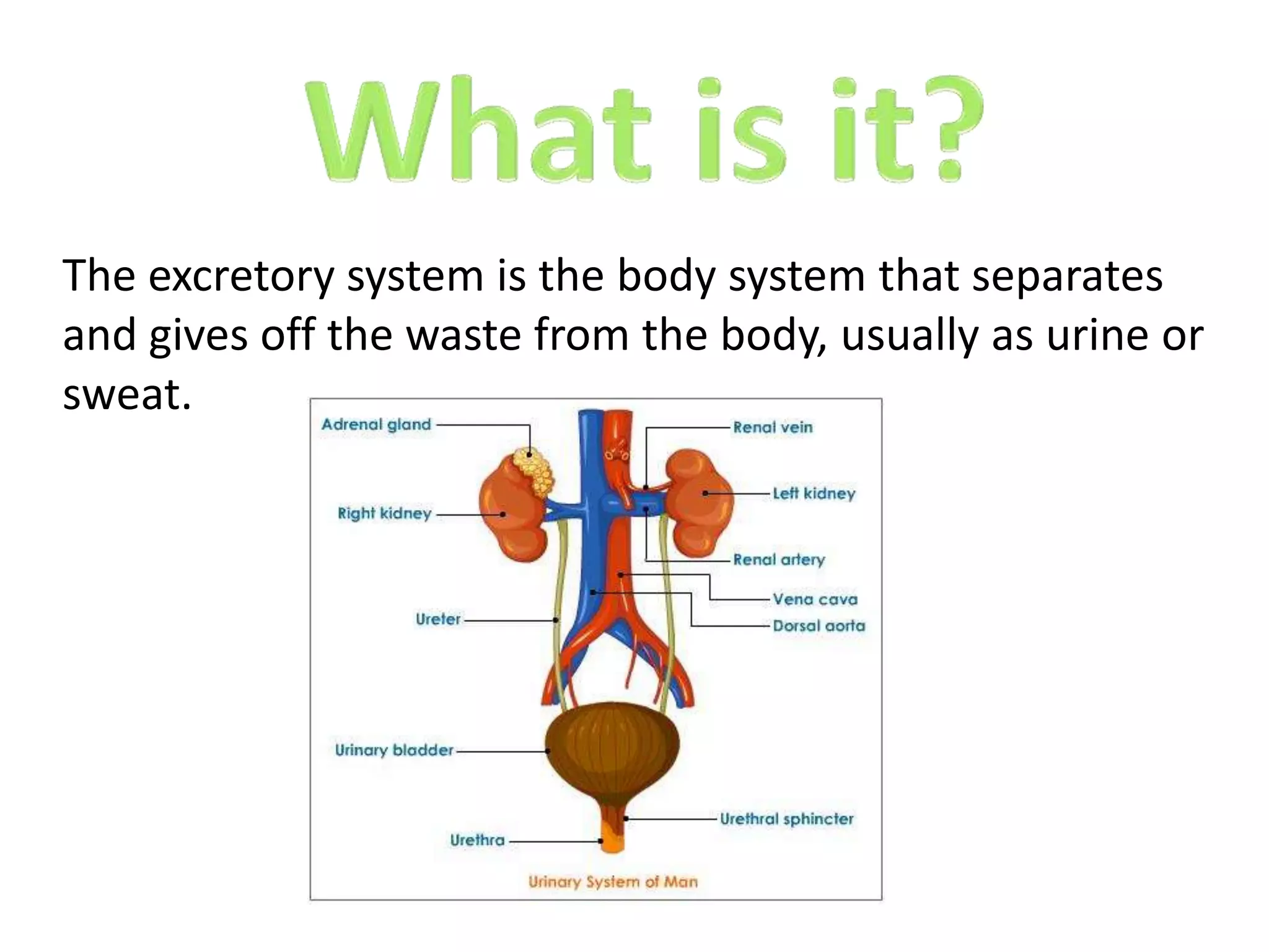 Human Excretion | PPT