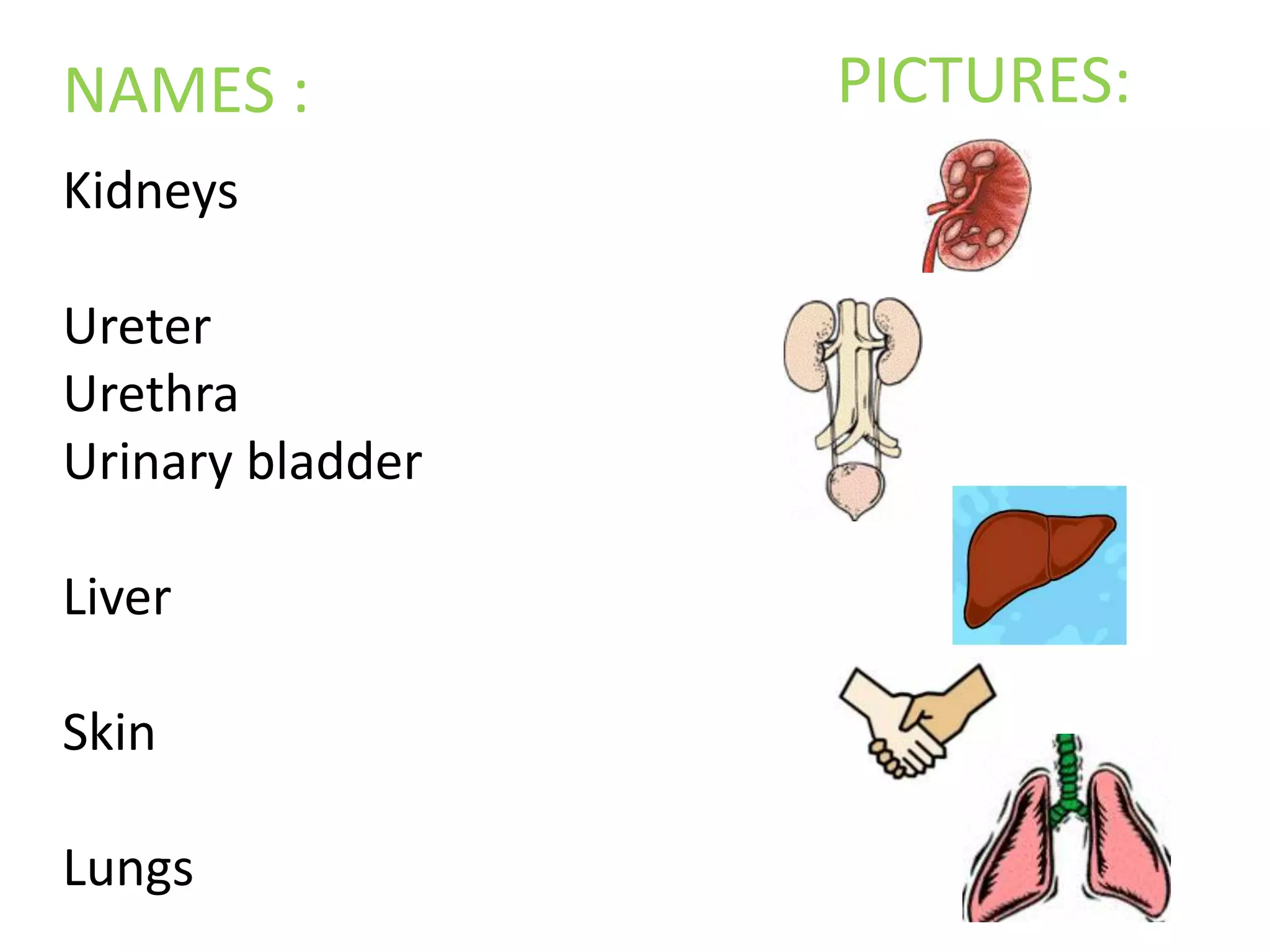 Human Excretion | PPT