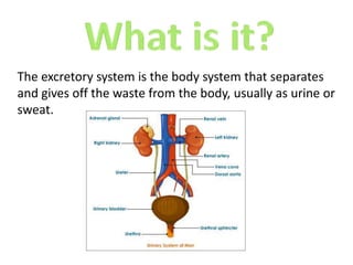 Human Excretion | PPT