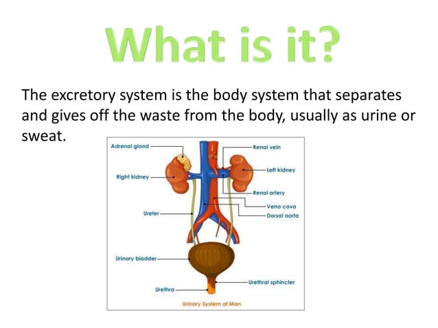 Human Excretion | PPT