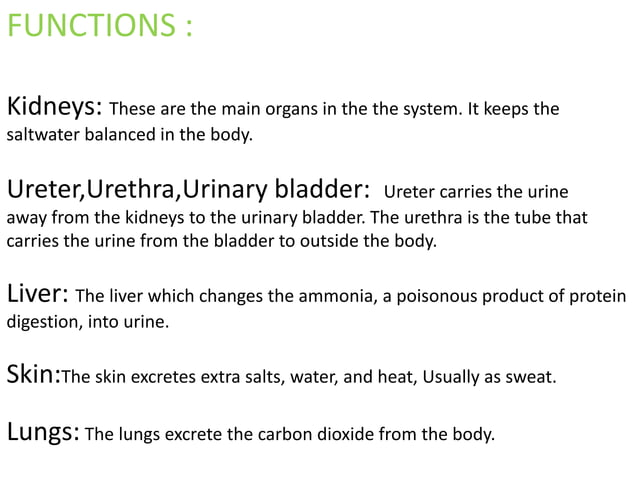 Human Excretion | PPT