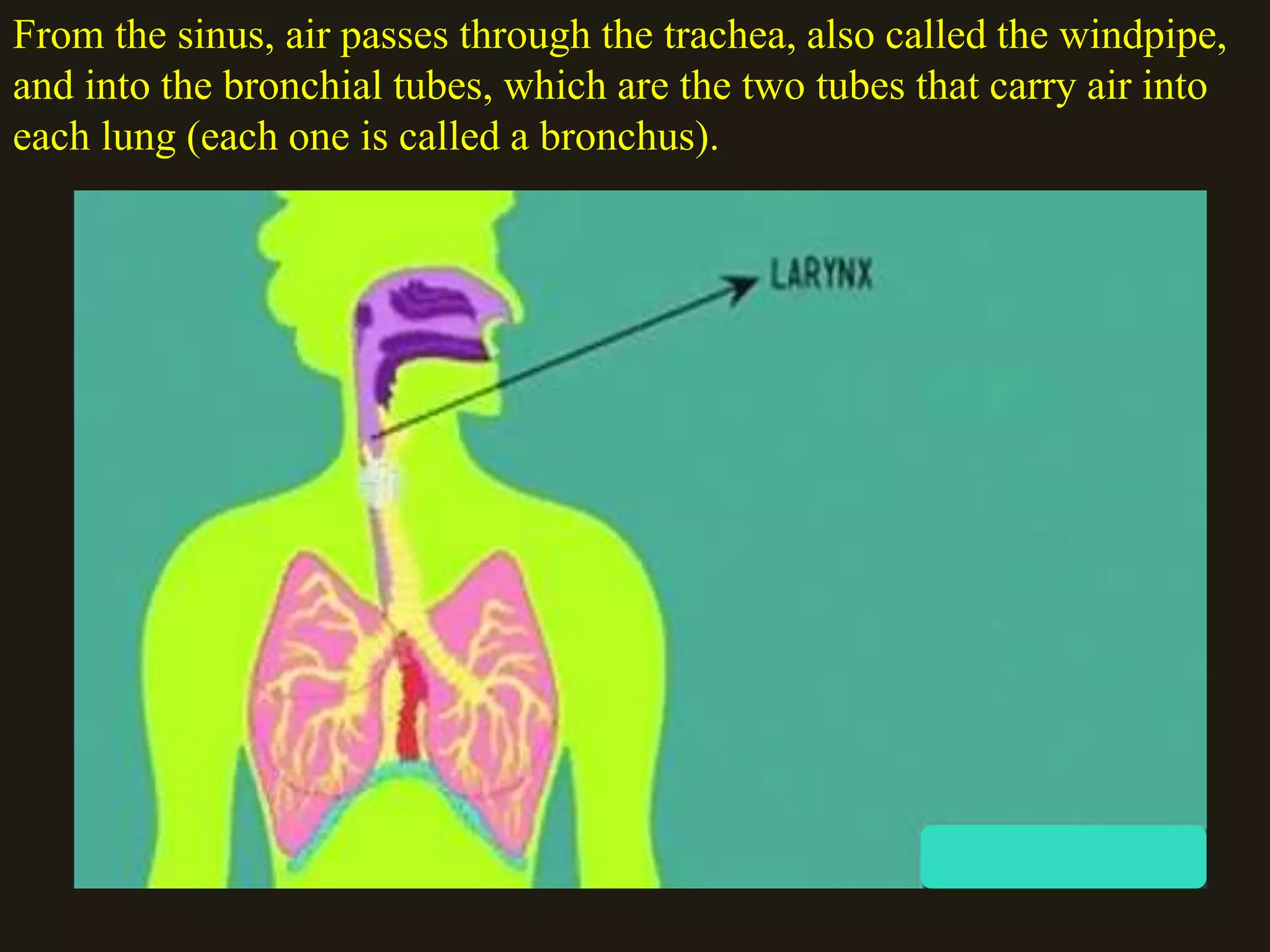 RESPIRATORY SYSTEM IN HUMANS | PPTX