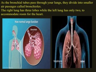 RESPIRATORY SYSTEM IN HUMANS | PPTX