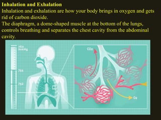 RESPIRATORY SYSTEM IN HUMANS | PPTX